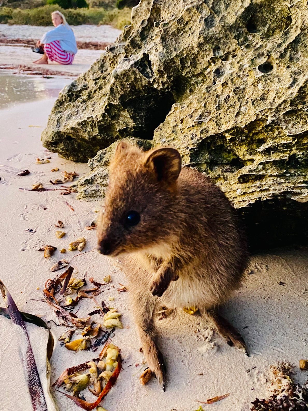 Quokkas & cocktails on Rottnest Island